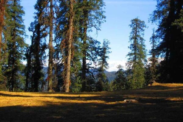 Dudhatoli: Relaxing In The Laps Of Nature - Rishikesh Day Tour