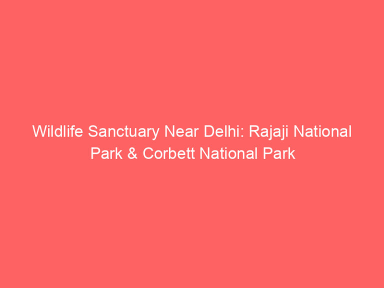 Wildlife Sanctuary Near Delhi: Rajaji National Park & Corbett National Park